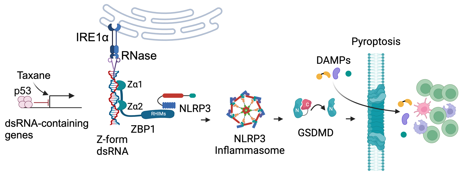 徐龙勇-深圳湾实验室